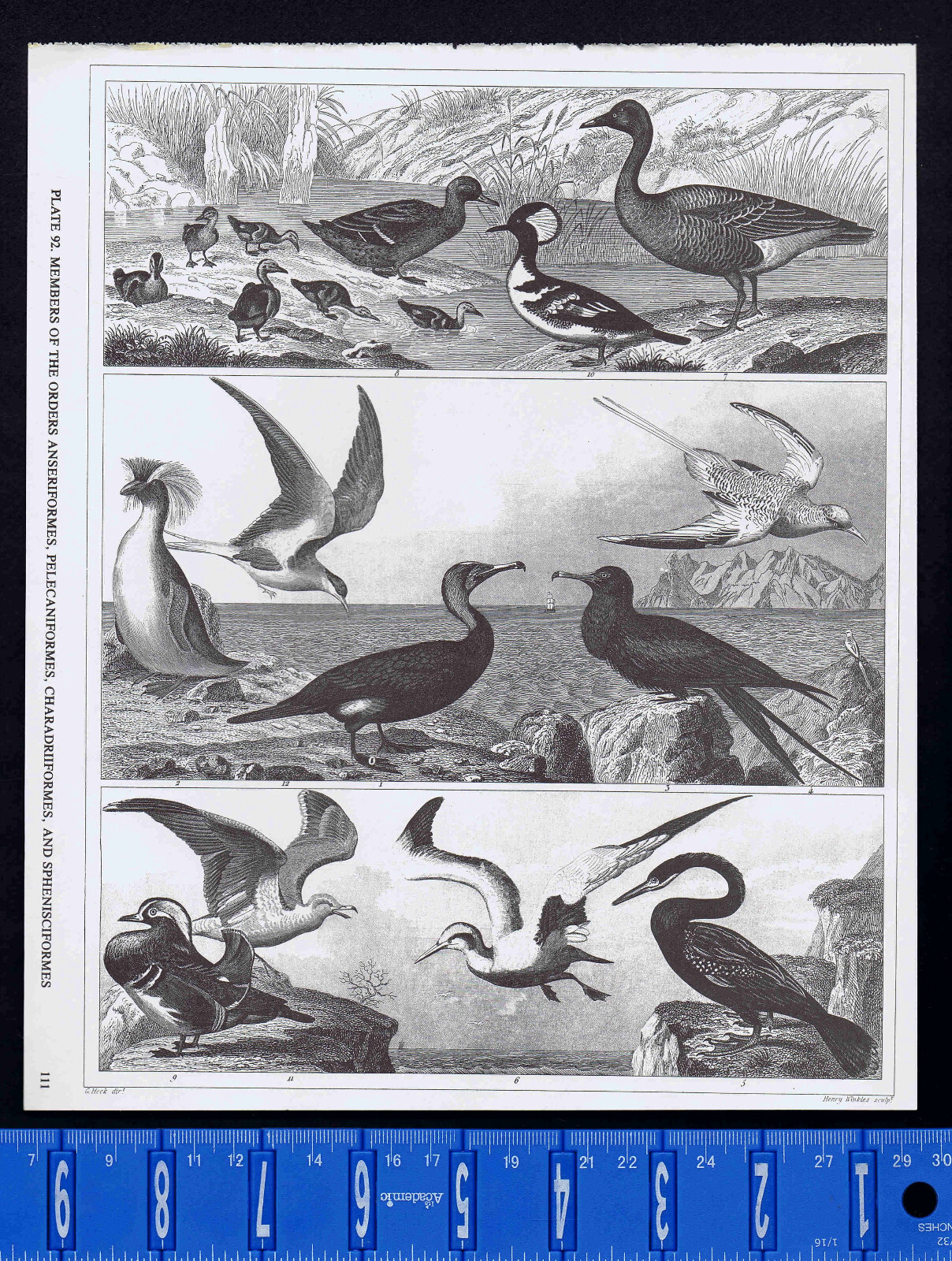 Birds: Penguin, Pelican, Mallard, Crane, Stork, Heron, Flamingo -Heck ...