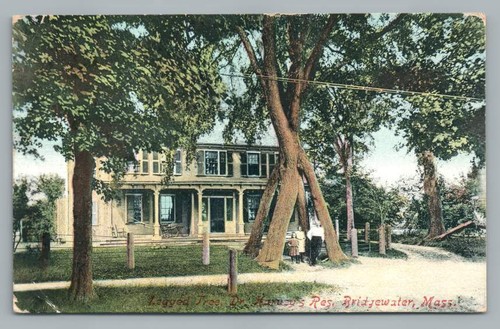 Four-Legged Tree BRIDGEWATER Massachusetts Dr. Harvey House Postcard ...