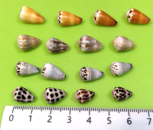 Hebrew cones from japan Shells of Okinawa | eBay