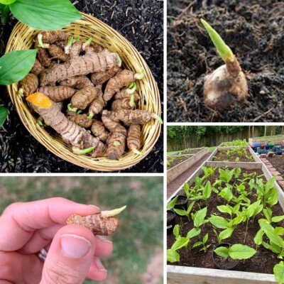 50+ Fresh Sprouted Ceylon Turmeric Live Rhizomes Ready Plant Curcuma ...