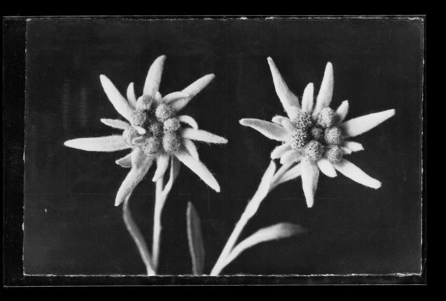 Edelweiss National Flower Of Austria | Best Flower Site