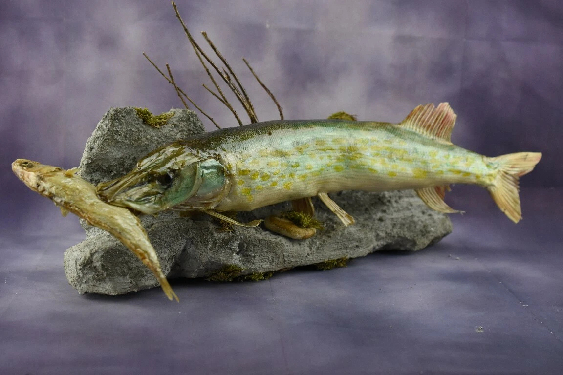 European Pike