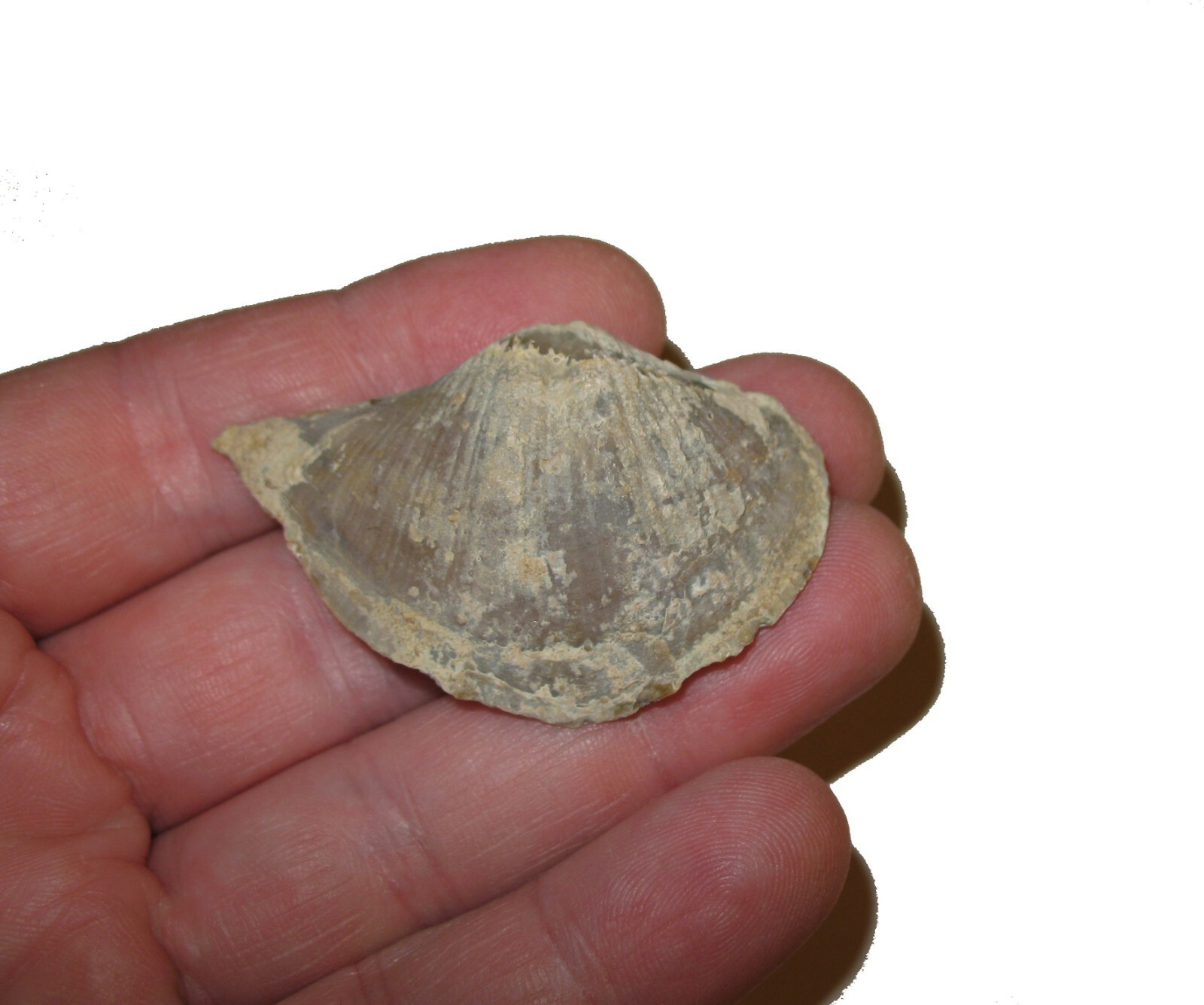 Pennsylvanian Brachiopod Neospirifer Bryozoan on commissure ...