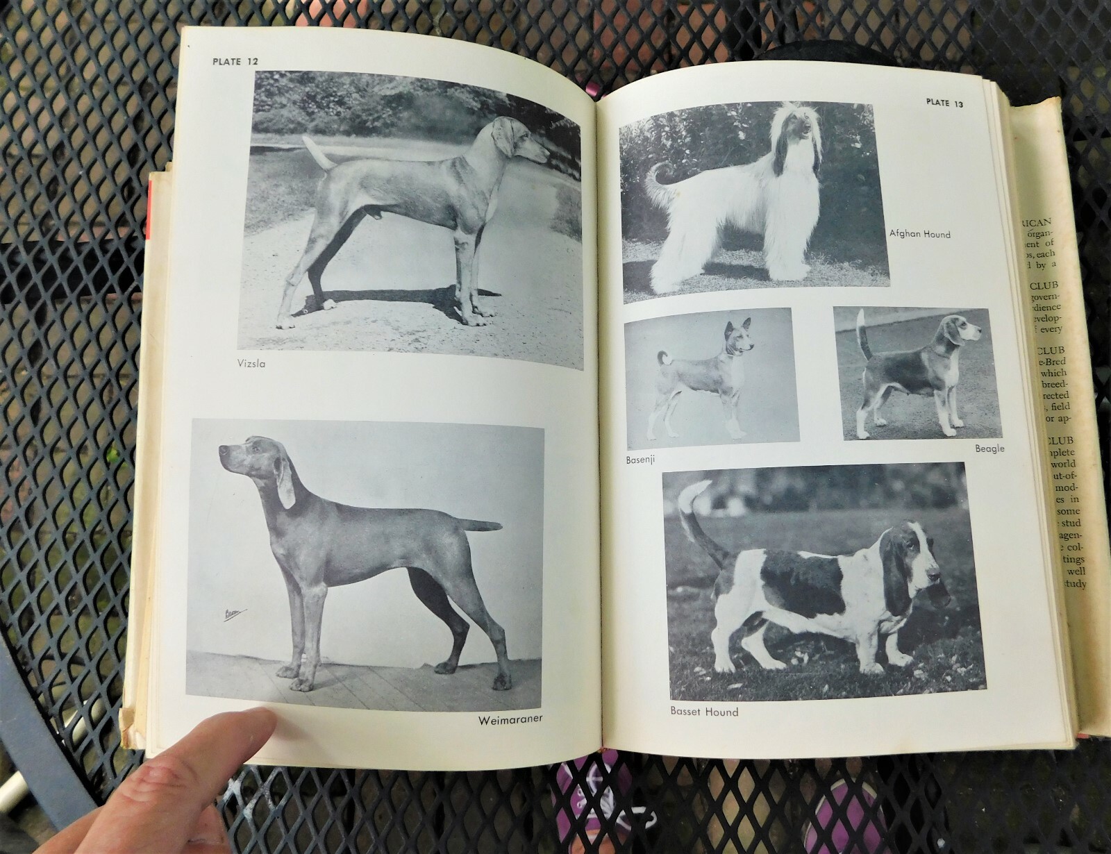 VINTAGE 1961 AKC COMPLETE DOG BOOK OVER 125 ILLUSTRATIONS | eBay