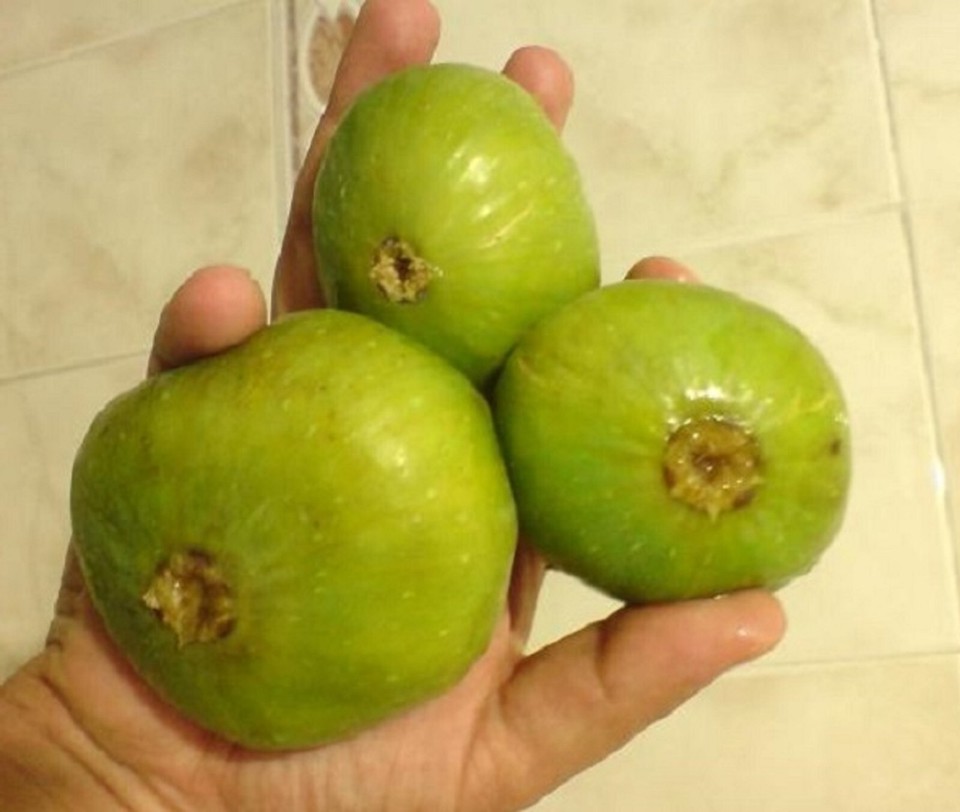 Fig Tree - White Orak Fig - Rooted 3 Pieces Fig Plants | eBay