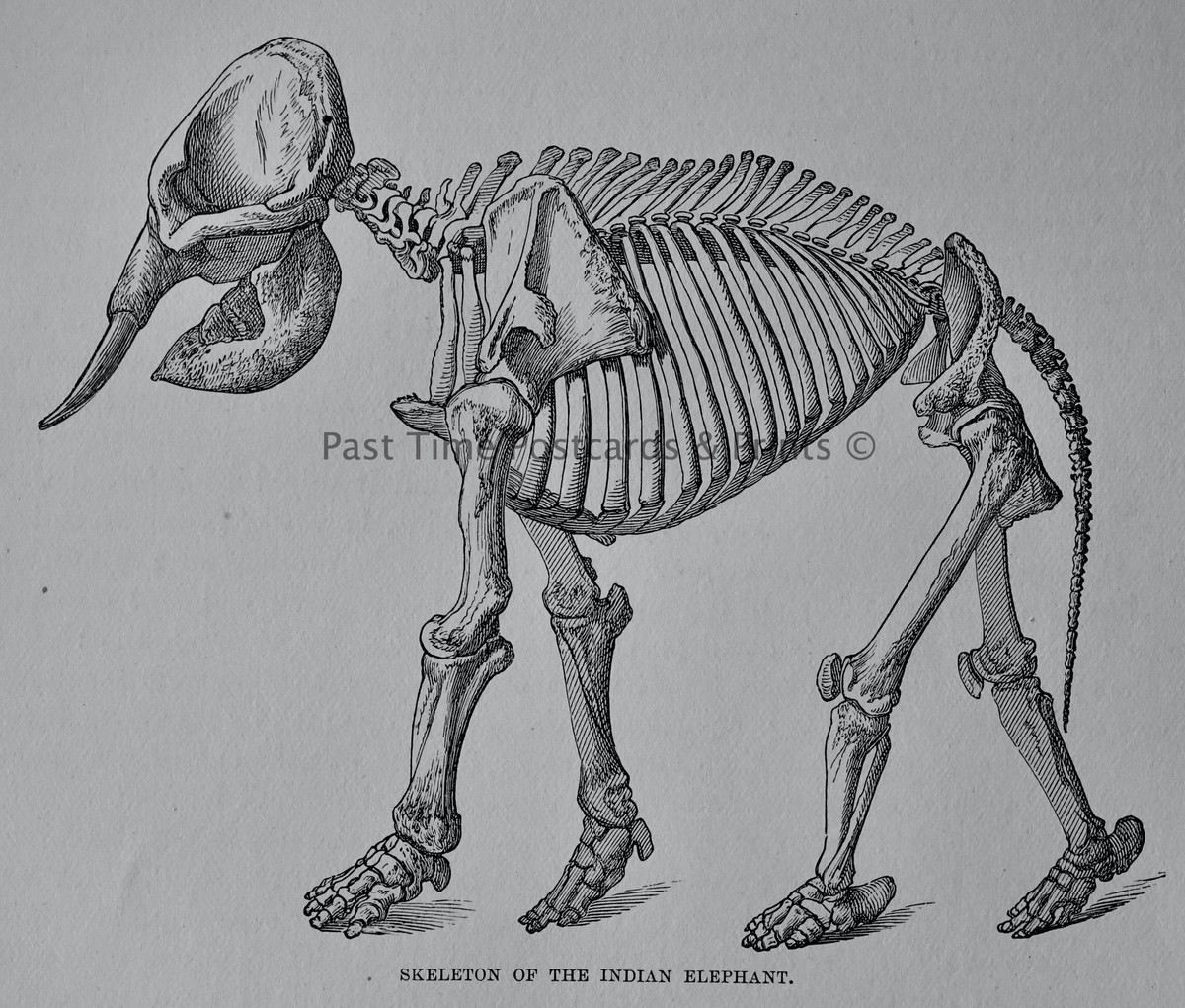 Elephant Skeleton Diagram HERD Hoedspruit Elephant Rehabilitation