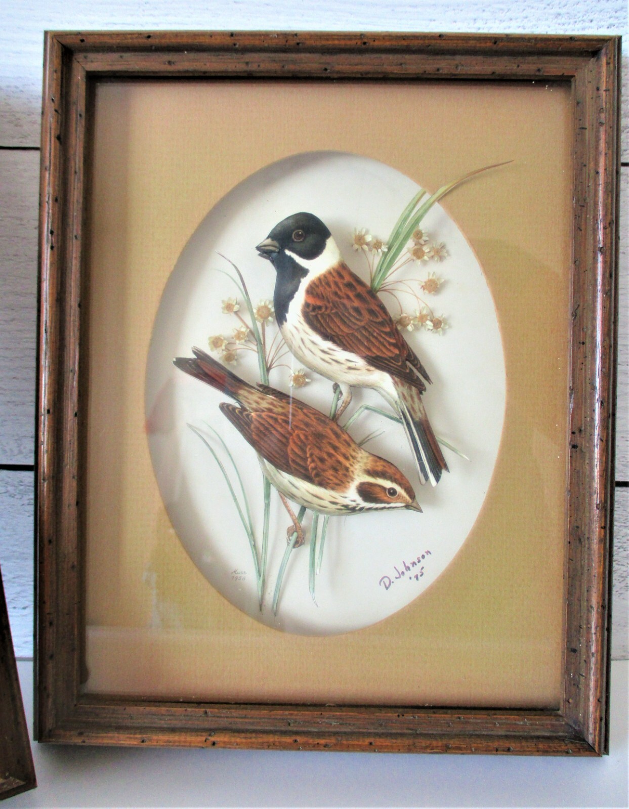 2 Vintage Ornithology 1958 John Murr & PH Gommer Framed Bird Prints ...
