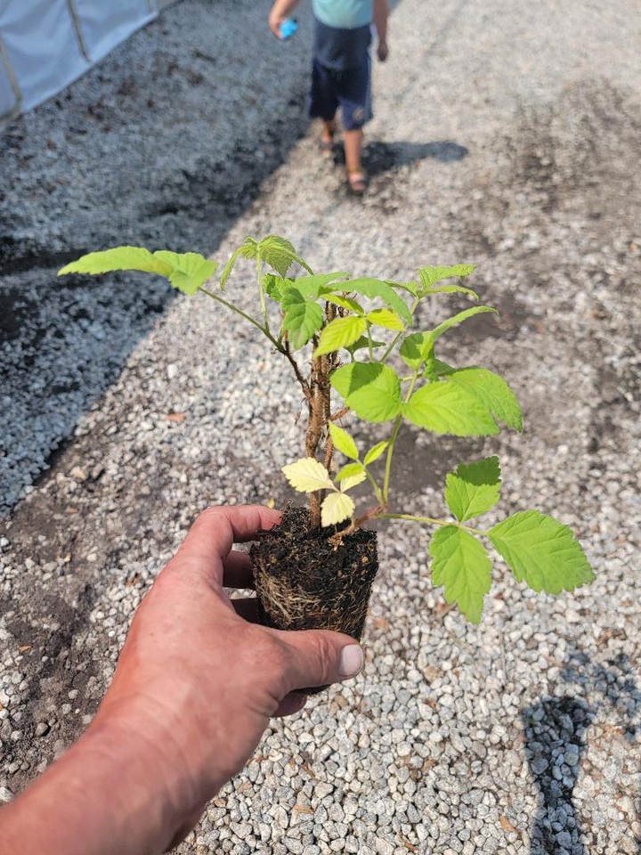 Coho Red Raspberry ( rubus ) - Starter Plant ( 5L ) ( 1 live plant ) | eBay