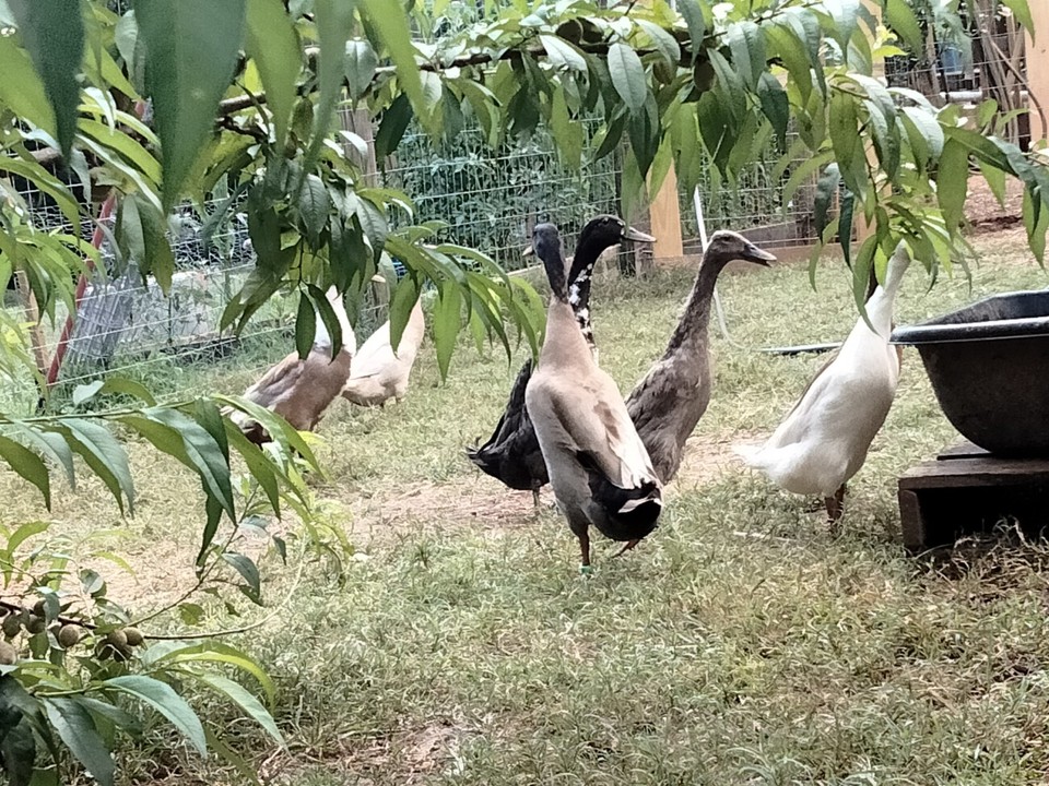 ***NEW*** 3+ FERTILE INDIAN RUNNER DUCK HATCHING EGGS, LAYED DAILY GOOD ...