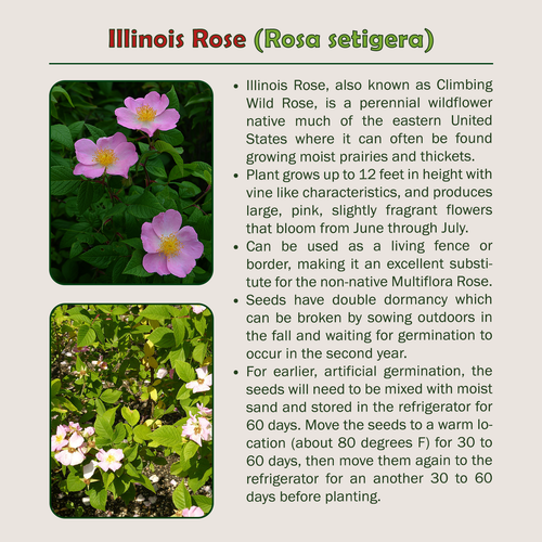 20 Illinois Rose Seeds, Rosa setigera, Climbing Wild Rose, Native ...