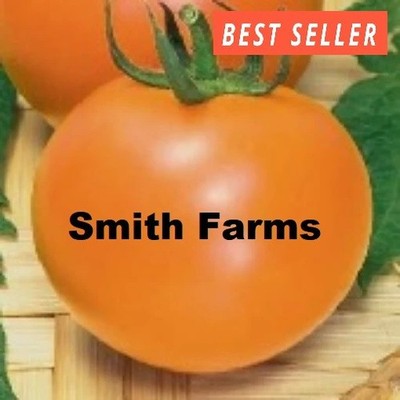 50+ Seeds Apelsin Tomato Hybrid Juicy Easy to Grow Vegetable Garden | eBay
