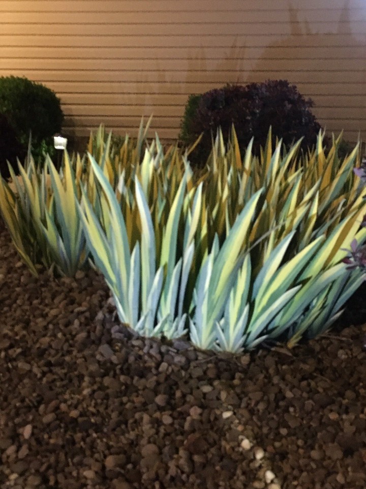 Zebra Iris Variegated purple flower Minimum Of 3 loose bulbs SHIPS May ...