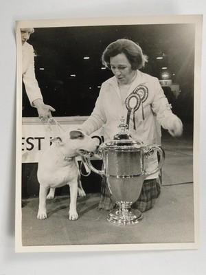 Crufts Dog Show Supreme Champion Abraxas Audacity Bull Terrier 1978 ...
