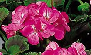 Geranium Ringo 2000 Pink 100 seeds | eBay