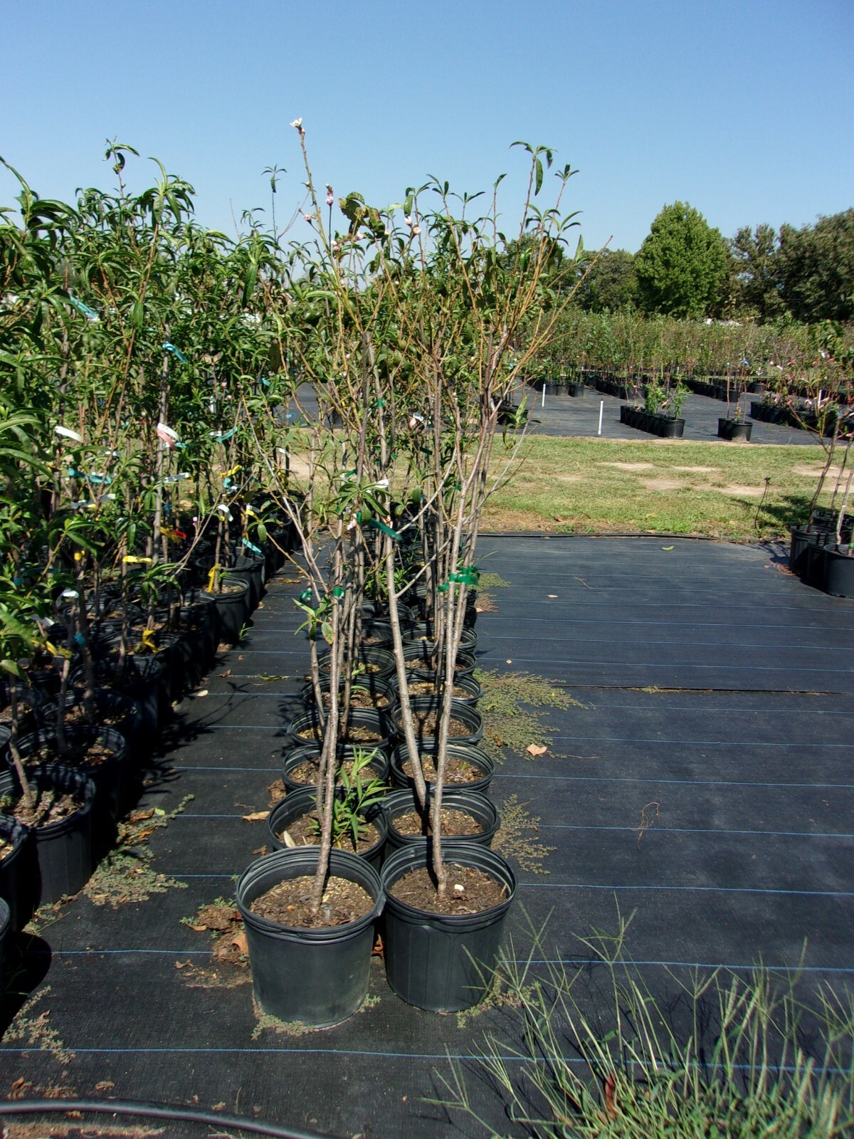 MERICREST NECTARINE 4-6 Ft Tree Fruit Trees Plants Plant Tasty ...