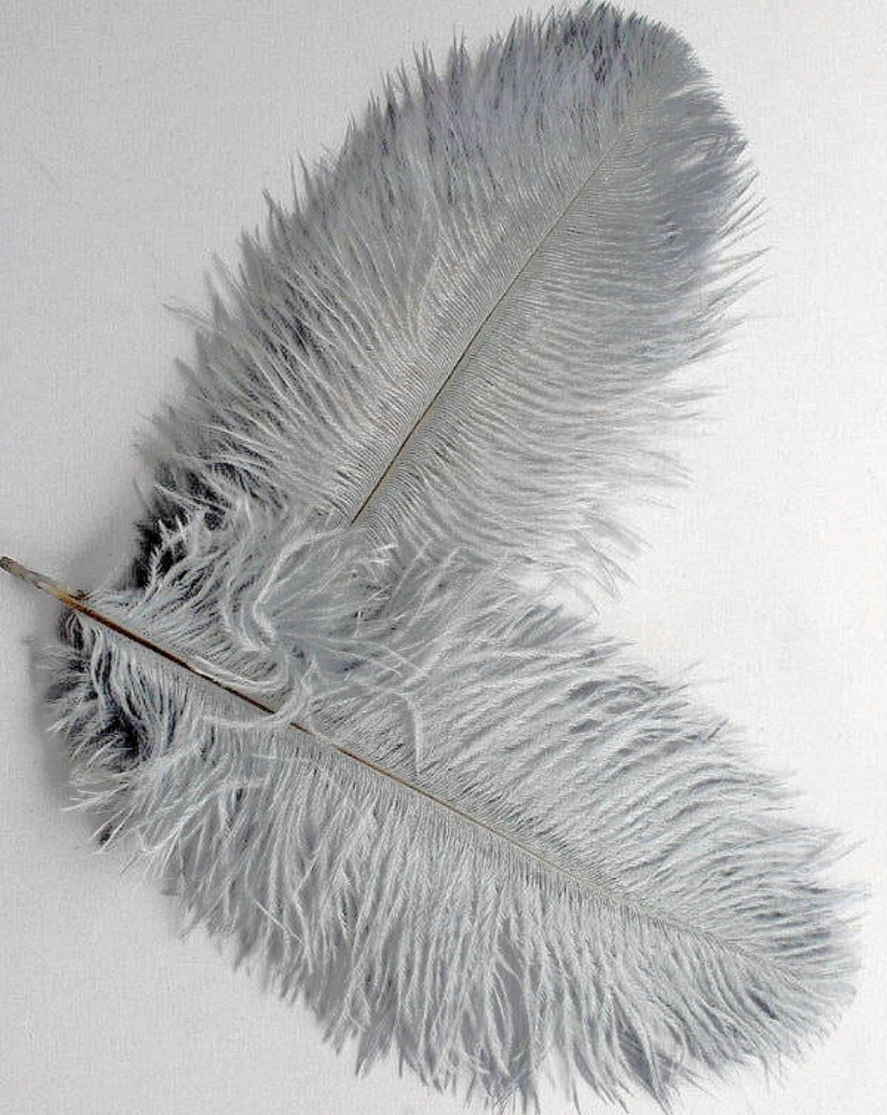 5 Ostrich Feathers 10 12 Choose Color Or Mix Drabs Plumes Feather Ebay 6566