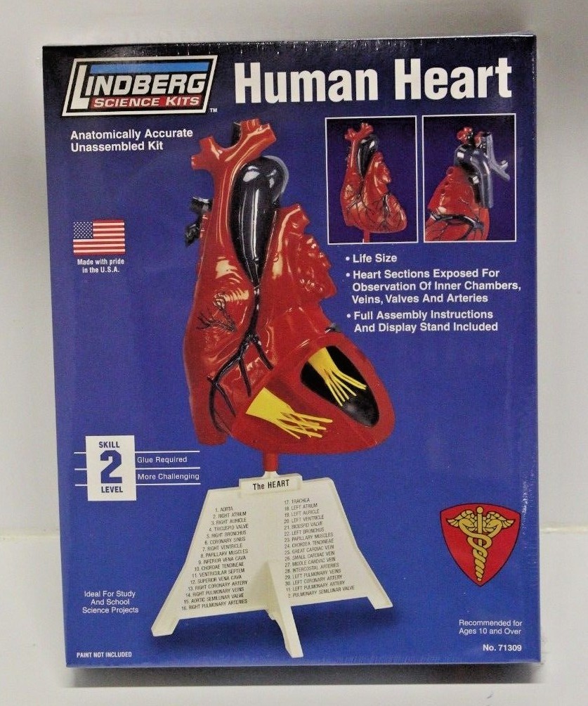 Science Project Human Heart