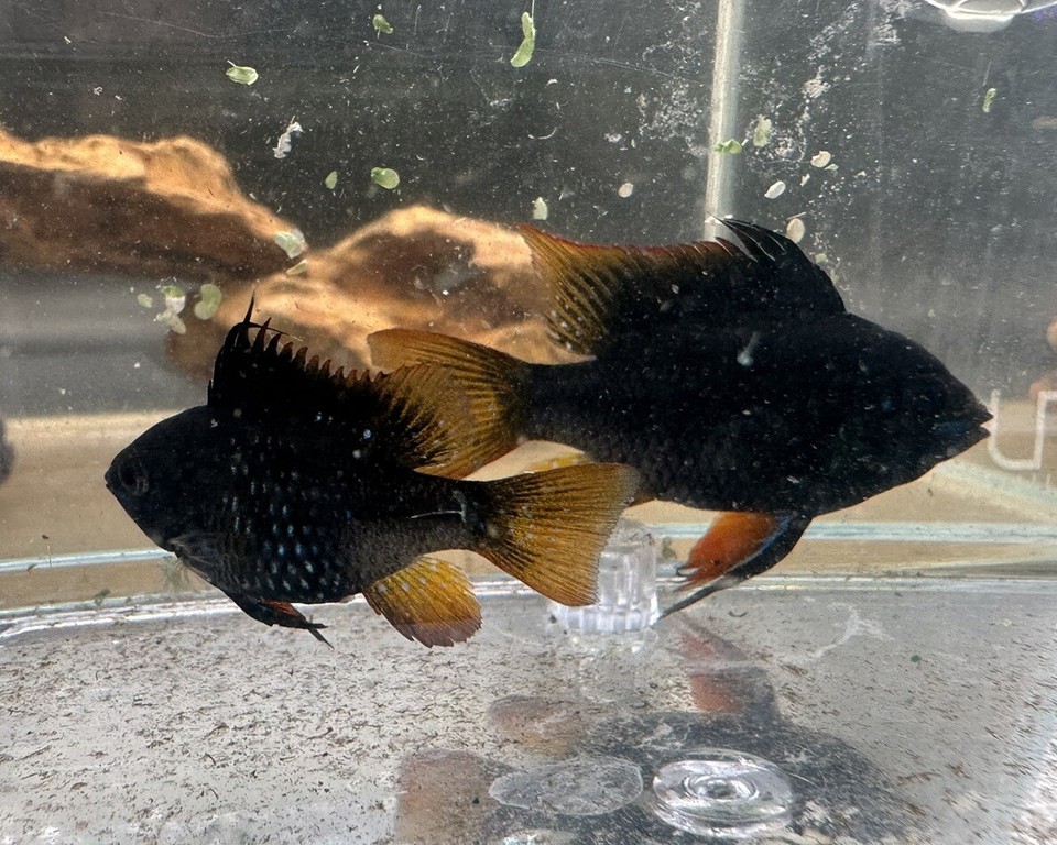 6 Black Ram Cichlids Rams Group of Six UNSEXED US Bred NOT IMPORTED | eBay
