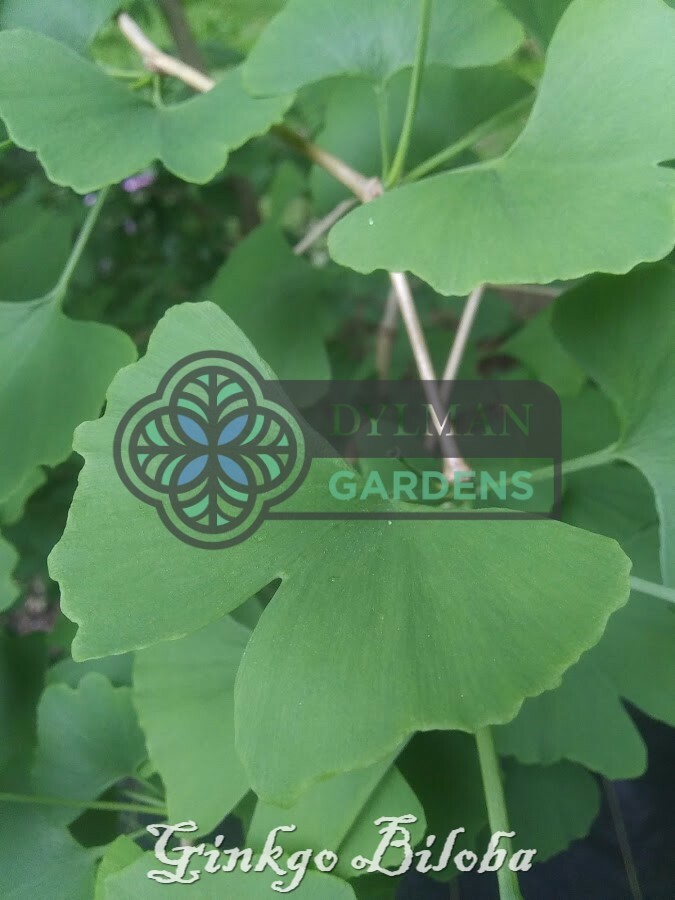 Ginkgo Biloba Tree - Maidenhair Tree - Living Fossil Tree - Multiple ...