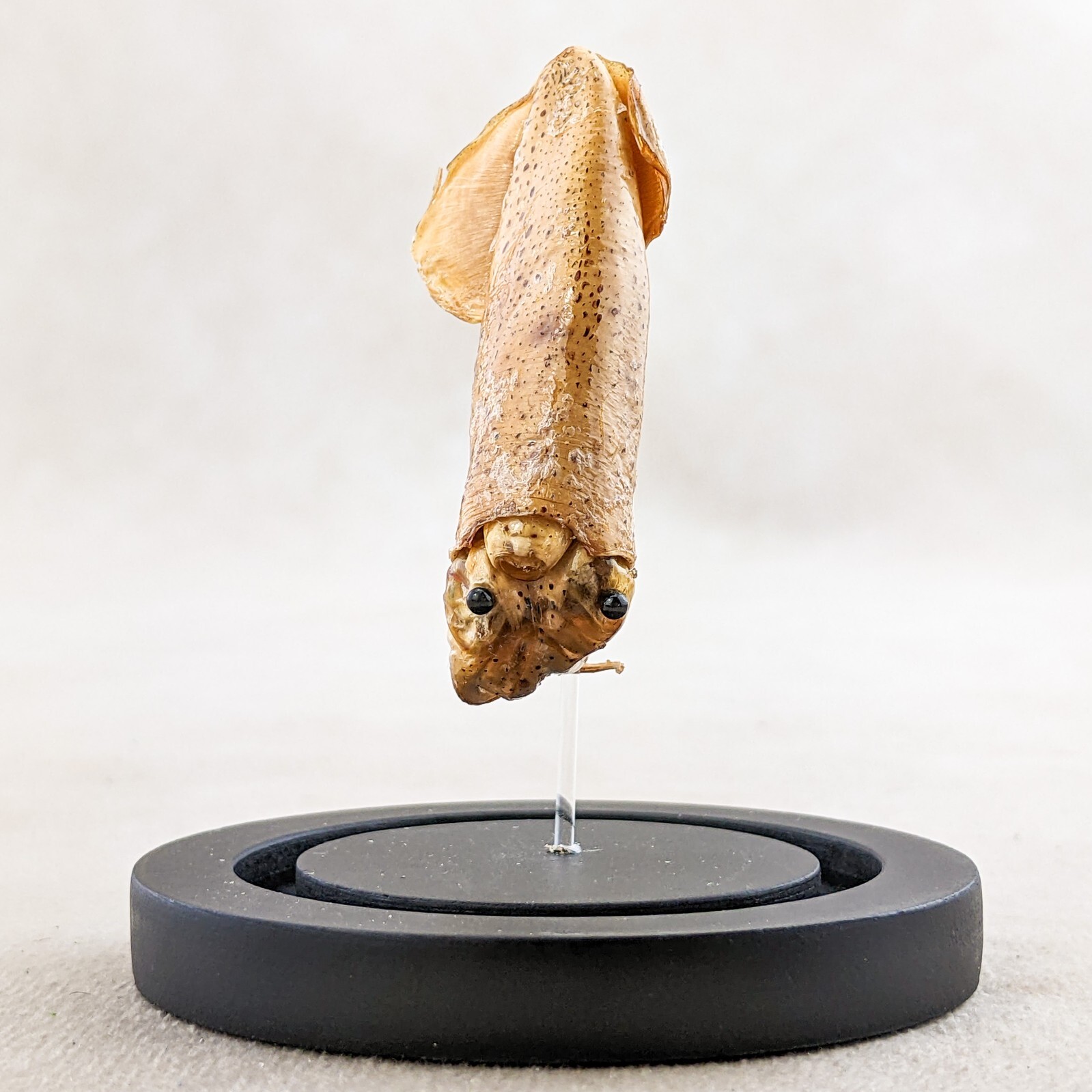 V8a Real Humboldt Squid Glass Dome Display Taxidermy Oddities ...