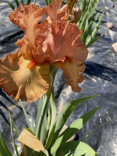 tall bearded iris rhizomes “copper Classic” | eBay