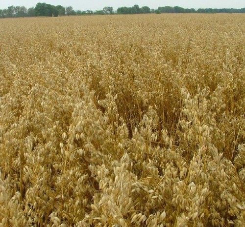 Bob Oats Seed - Livestock Wildlife Fall Forage Oat Grain Seeds (1oz or ...