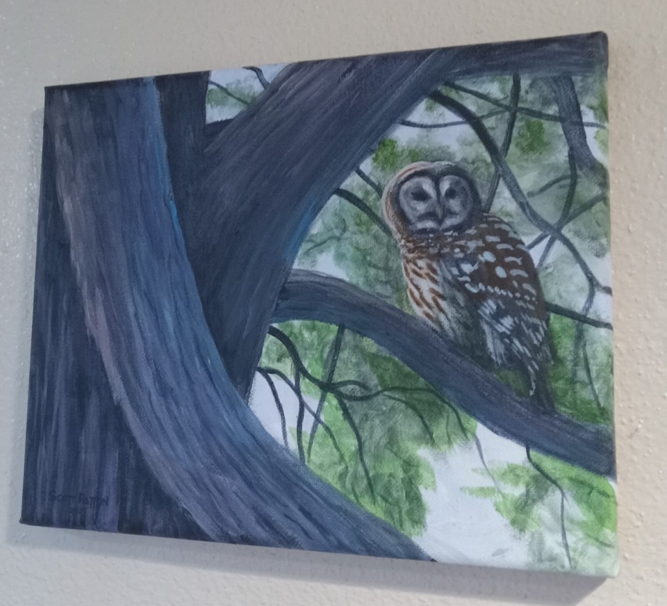 Scott Patton Art: "Barred Owl in the Cedar" Original Acrylic Wildlife ...
