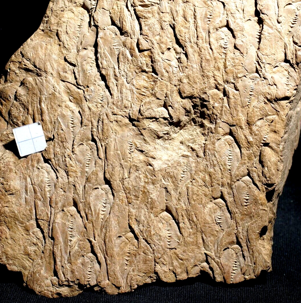 Lepidodendron Fossil