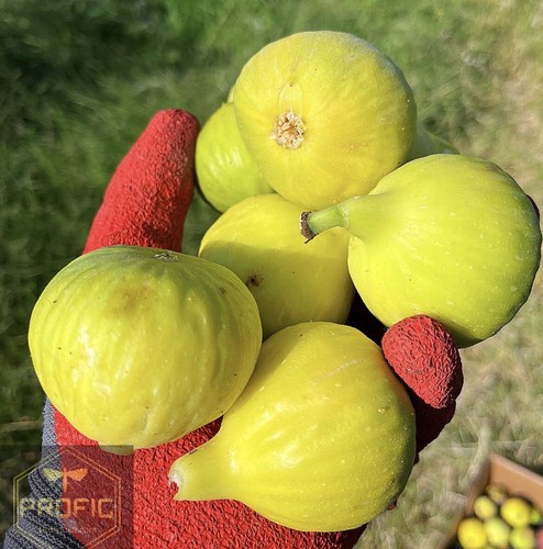 Fig Tree “Yellow Long Neck" 3 Plant Special! | eBay