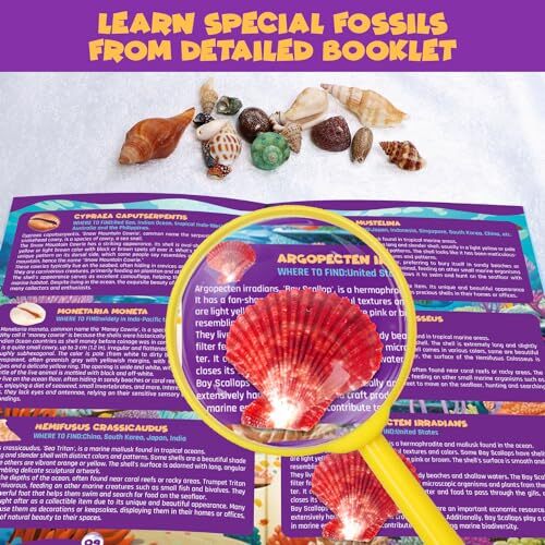 Ocean Fossil Dig Kit, Dig up 20+ Real Shells & Snails, Fun Science ...