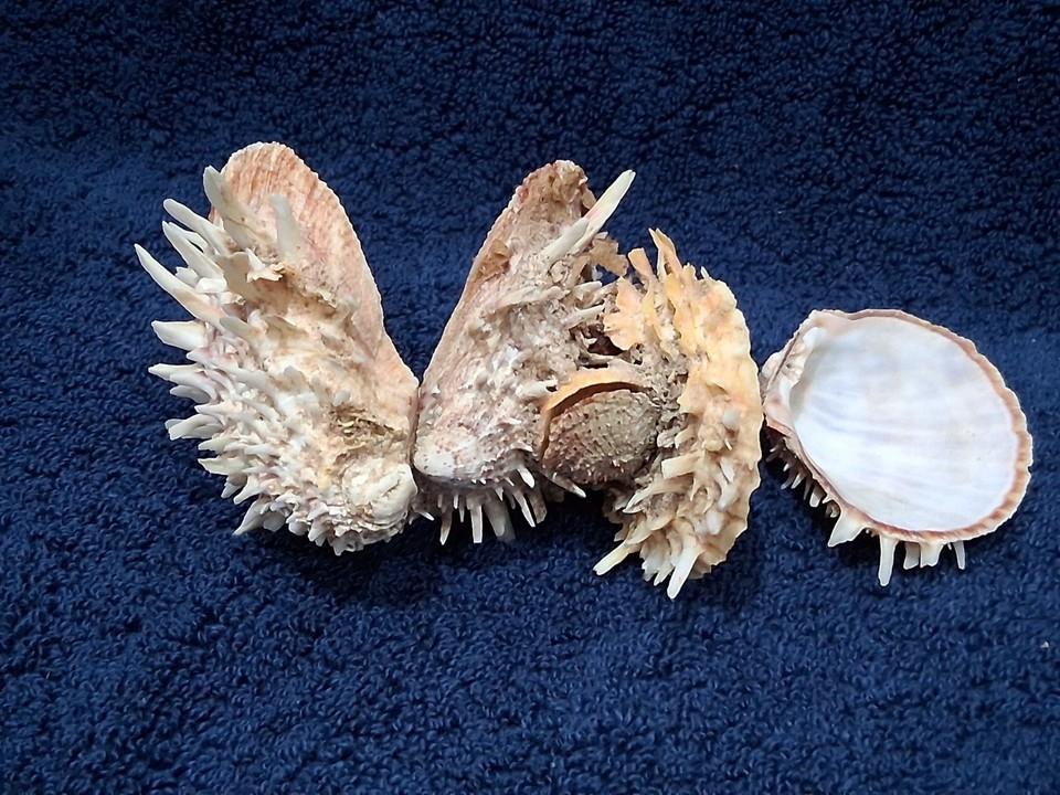 Baja Ca. , Mexico Spiny Oyster shells | eBay