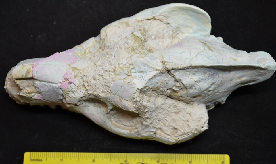 Oreodont Upper Skull, Merycoidodon, Fossil, Badlands S Dakota ...