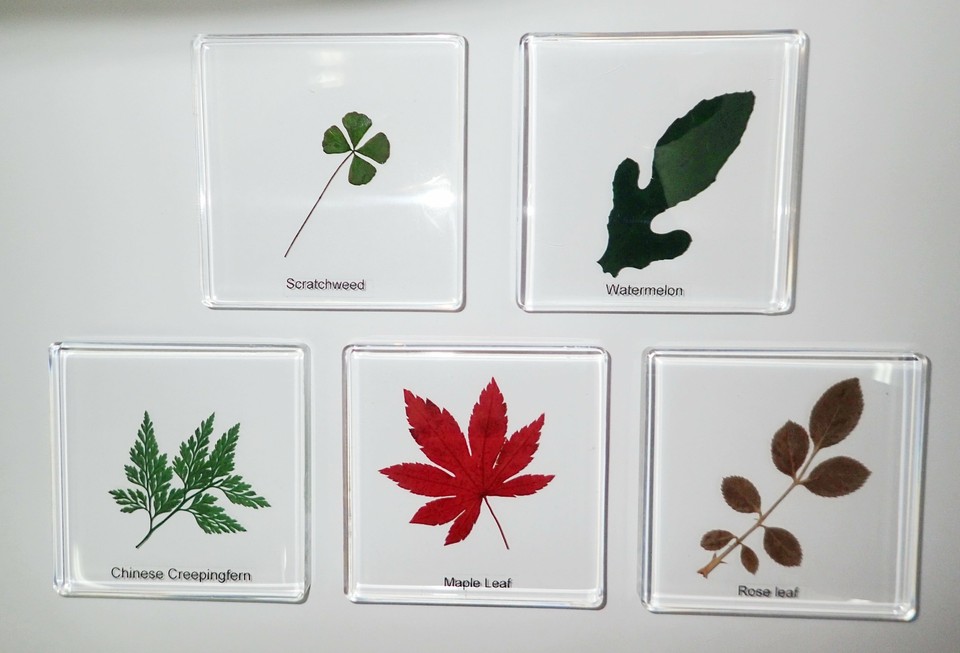 5 Plant Leaf Specimen Box Set A in Clear Square Block Education Kit ...
