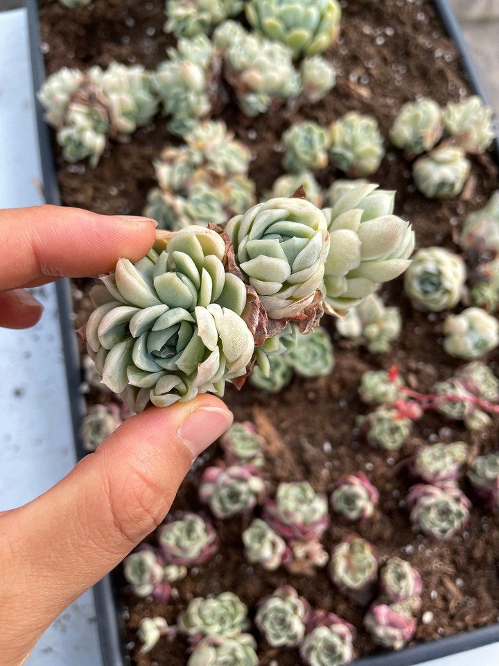Echeveria elegans Ice Raspberry - April Farm/Rare Succulents | eBay