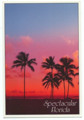 Spectacular FL Palm Trees Postcard ~ Florida | eBay