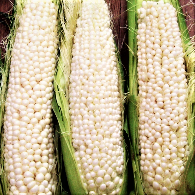 White Corn Seeds