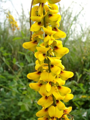 Crotalaria Pallida 500 Seeds, Smooth Rattlebox, Rattlepod Perennial ...