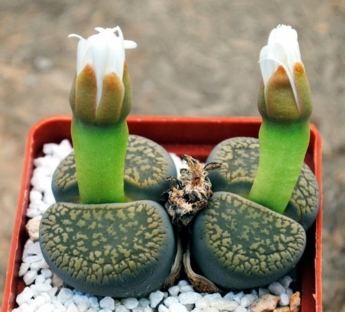 Lithops aucampiae 'Storms s Snowcap' C392 seeds 100pcs | eBay