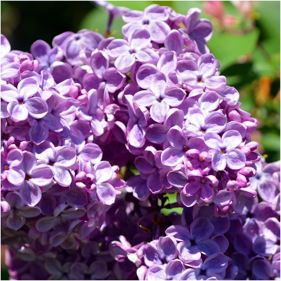 Syringa Amethyst Lilac Shrub, Fragrant Purple Flowers in 1 ltr Pot FREE ...