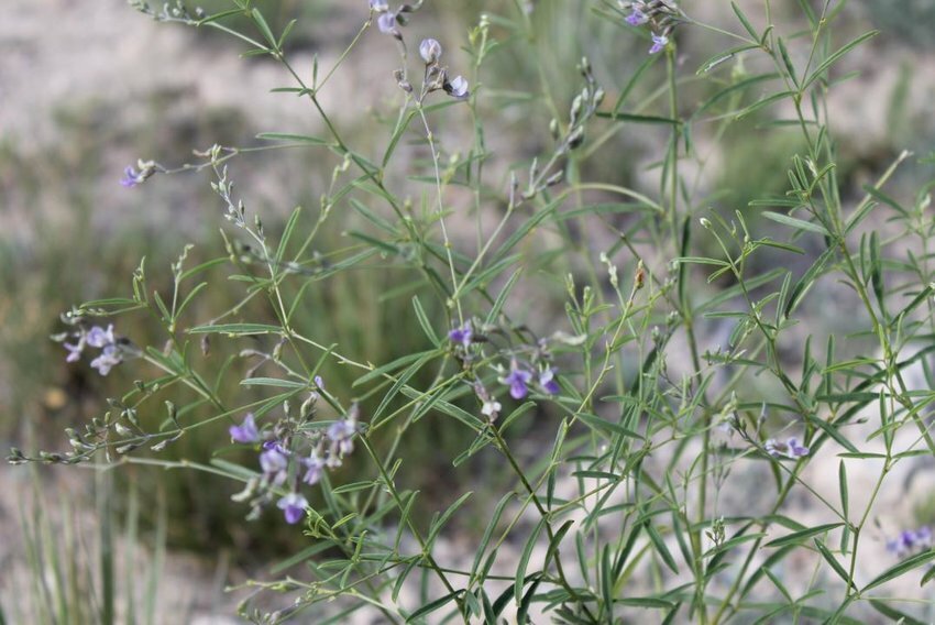 narrowleaf Indian breadroot (Pediomelum linearifolium)—50 seeds ($3.00 ...