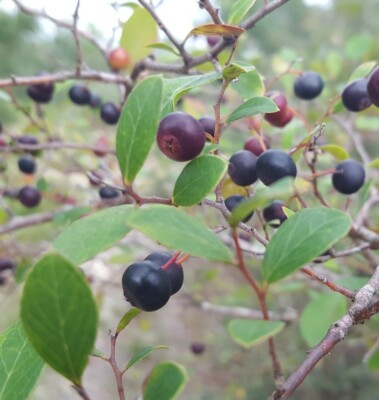 Sparkleberry | 25+ Seeds | Farkleberry / Huckleberry | Vaccinium ...