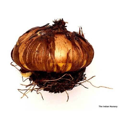 5pc Vista -PASSOS Bulbs | eBay