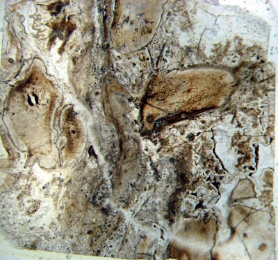 Devonian Rhynie Chert plant fossil microscope THIN SECTION Aglaophyton ...