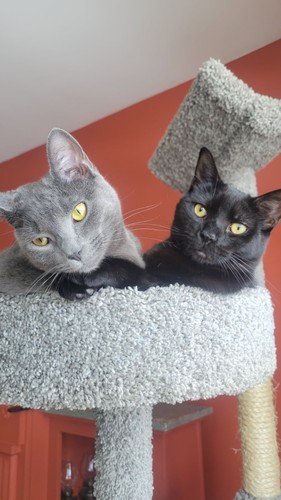 Dell Ultra Slim Wireless Keyboard Mouse Combo Set W/ Batteries WK636P ...