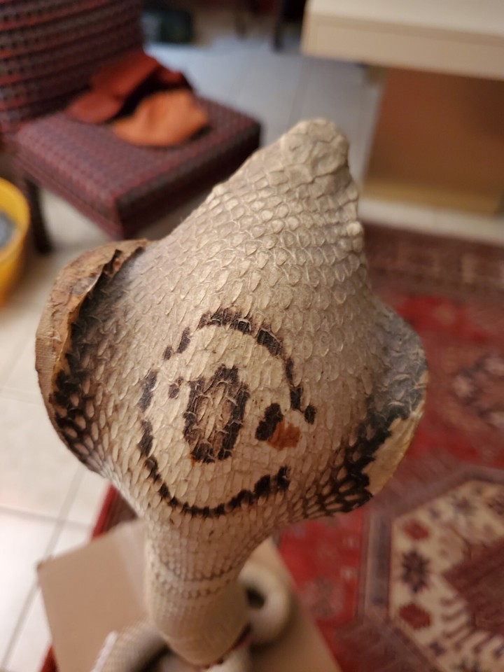 Genuine Beautiful King monocled Cobra Snake Taxidermy | eBay