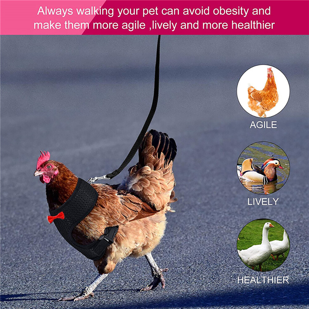 Adjustable Strap Poultry Supplies With Leash Fashion Chicken Harness ...