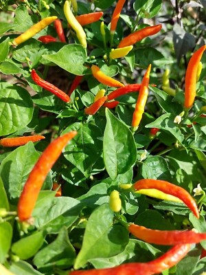 Piri Piri Chili - Peri Peri - African Bird's Eye - 5+ graines - graines ...