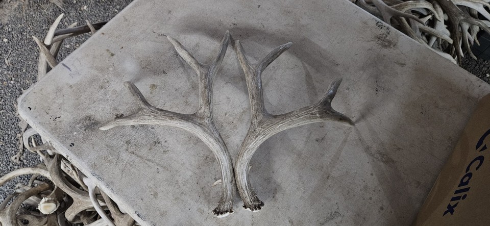 Nice Set Of Mule Deer Shed Antlers Horns Elk Moose Rack | eBay