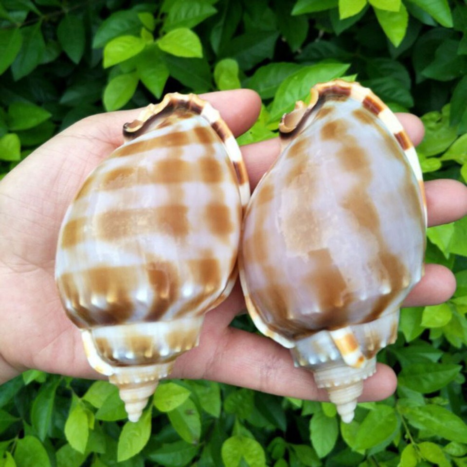 7-8cm Large Natural Conch Sea Shells Rare Clam Fish Tank Aquarium DIY ...