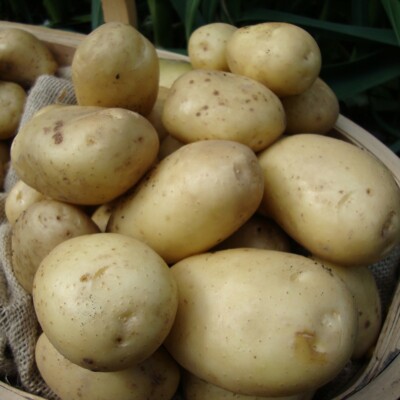 SAXON Seed Potato, Certified Seeds, X20 Seeds Potatoes Ready For ...